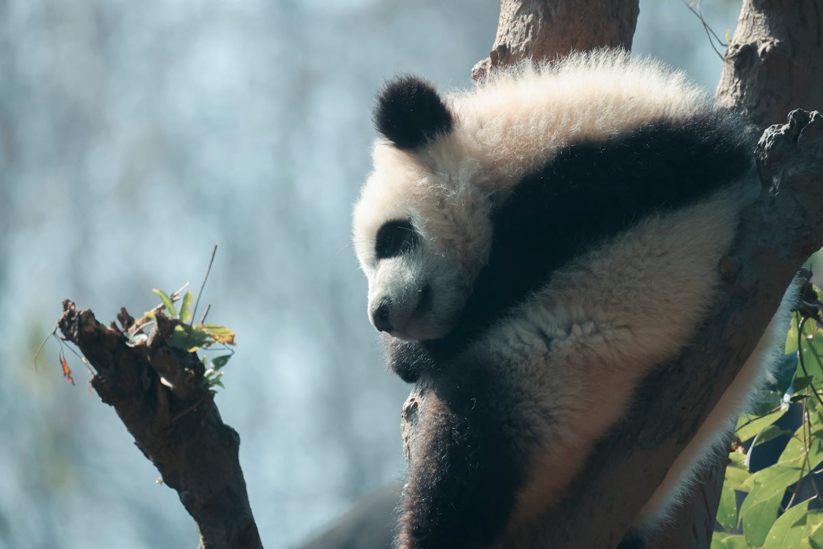 Panda Kopanda Papanda Face Mug: En kärleksförklaring till unika och ...